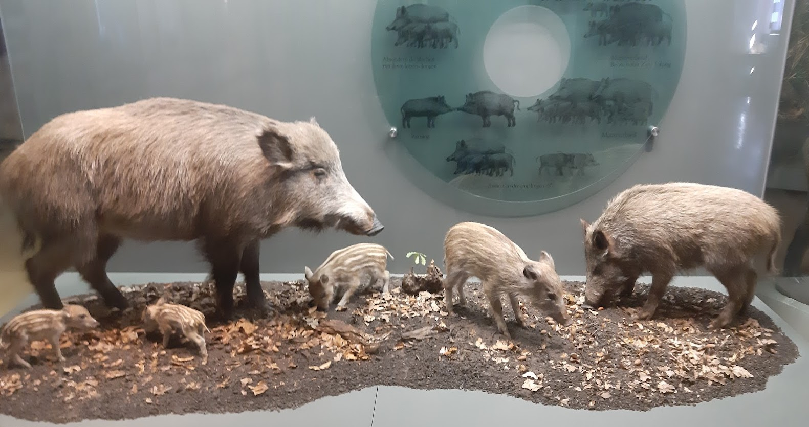 Wildschwein – die Trotzphase